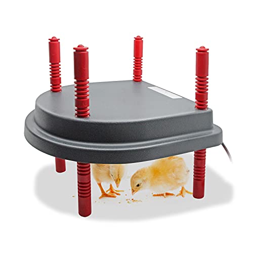 Best Poultry Heating Plate 2021 Where to Buy? PoultryTalk.com
