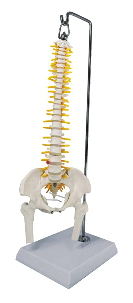 TeachingNest | Spinal Column Model Half Size PVC | Anatomy Model ...