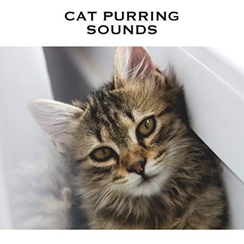 Amazon Music - Cat Purring SoundsのCat Purring Sounds - Amazon.co.jp