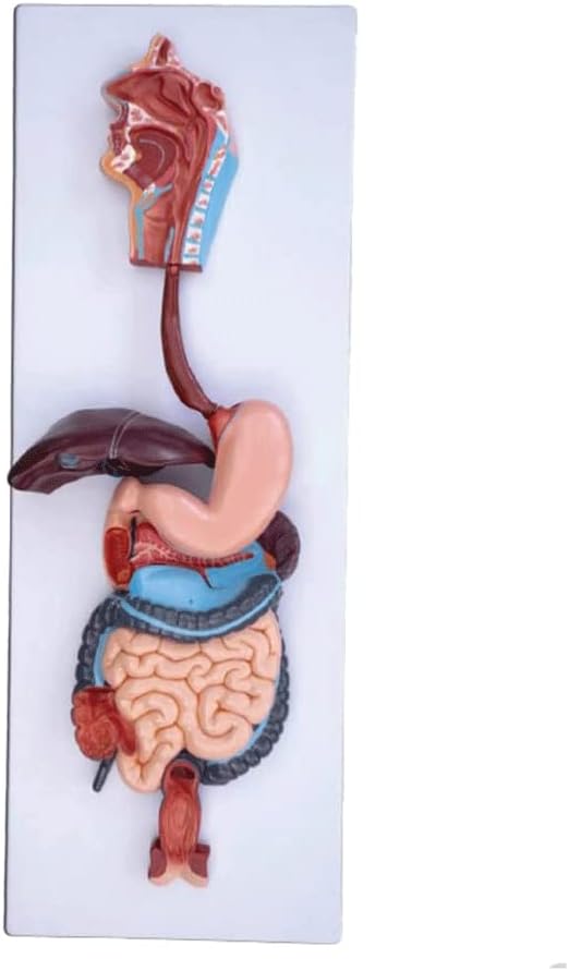 Amazon.com: Anatomy Model Human Organ Model Human Digestive System ...