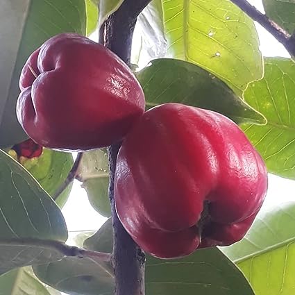 Rare Exotic Red Water Apple Tree Live plant hybrid All Time (Air ...