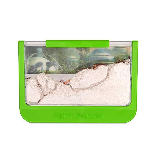 Uncle Milton Ant Farm Antopia Rainforest Ant Habitat - Observe Live ...