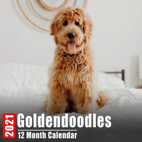 Mini Calendar 2021 Goldendoodles: Cute Goldendoodle Photos Monthly ...