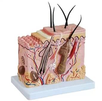 Kay Kay Industries 3D Human Skin Block Model – Enlarged Anatomical ...