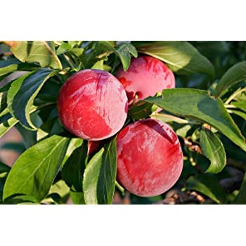 Mphmi Live Plant Nursery NCR Live Dwarf Aloo Bukhara Plum Fruit Tree ...