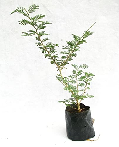 Buy Creative Farmer Shami - Plant (Vanni Maram) Shami Tree, Jand Plant ...
