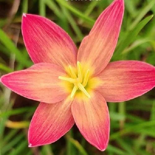 Lily Pond Store Chinda Orange Zephyranthes Rain Lily Flower Bulb (Pack ...