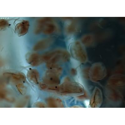 Neonfische: Haltung & Zucht des Neonsalmler im Aquarium