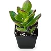Amazon.com : Sprout N Green Dwarf Jade - 2-3" Tall Crassula Ovata ...