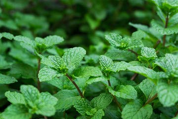 SelpLine | Peppermint/Pudina Live Plant : Amazon.in: Garden & Outdoors
