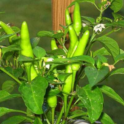 Bird eye chilli plant live (Pack of 2) : Amazon.in: Garden & Outdoors
