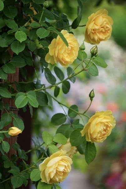 PLANT EXOTIC Climbing Rose Flower Live Flower Plant For Indoor and ...