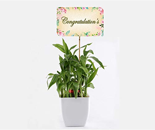Vibrant Green Two Layer Bamboo Plant In White Plastic Pot With ...