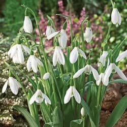Pack of 20 Large Snowdrop Bulbs Early Galanthus Elwesii Giant Snow ...