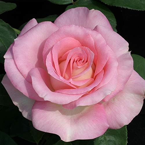 Amazon.com : Heirloom Roses Rose Plant - Falling in Love™ Pink Rose Bush, Hybrid Tea Live Plant ...
