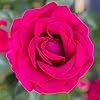 Amazon.com : Heirloom Roses Rose Plant - Sweet Spirit™ Red Rose Bush ...