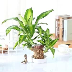 Lucky Wood Plant Brazilian Wood Hydroponic Water Potted Plant Stump Mini Plant Indoor for Office ...