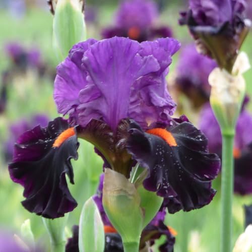 Amazon.com : Titans Glory Bearded Iris Quart Size Pot - Large Dark ...