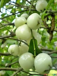 Delicious Fruit Plant (Live) - Rare Imported" WHITE WAX APPLE" Royal ...