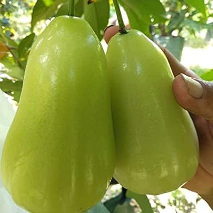 Live Plant Green Thai Java Apple Dwarf Rose Water Apple Plant ...