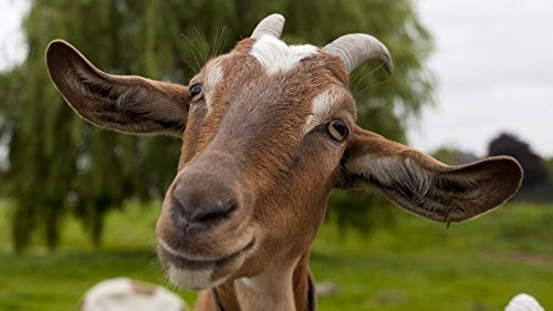 Amazon.com: Bé, a cabra macabra (Portuguese Edition) eBook : Cerimarco ...