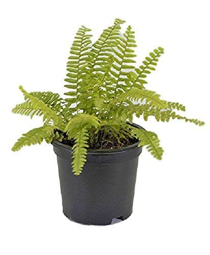 Golden Fern Plant Home Garden OutDoor Live Natural Plant : Amazon.in ...