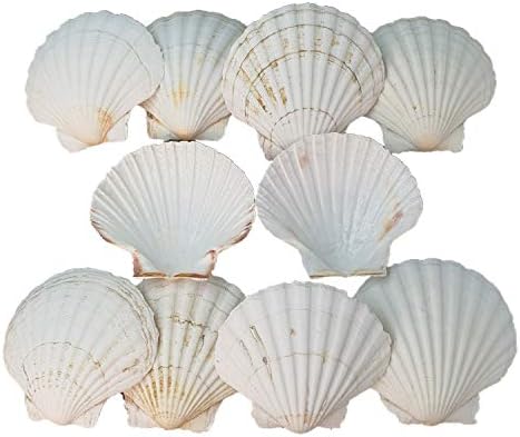 Avalon Scallop Shells - Cleaned and Washed - British White Scallop ...