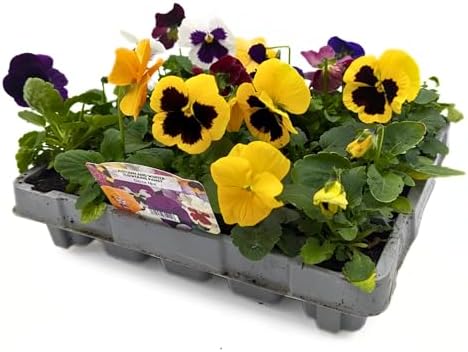 20 Pack Pansy Plant Flowering Plants Package - Pansy 'Delta Mix' - 20 x Full Plant Pack - Garden ...