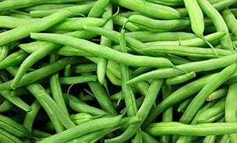 Amazon.com: 50+ Seeds Green Bean (BOG) : Tennessee Half Runner Beans ...