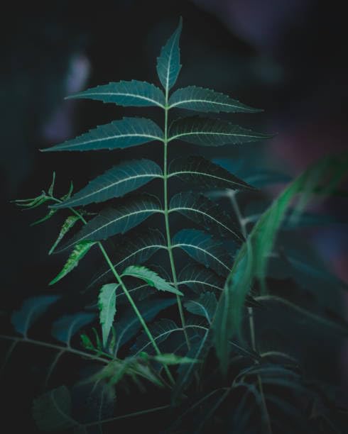 Nimba tree, Indian lilac, miracle tree,Azadirachta indica tree live ...