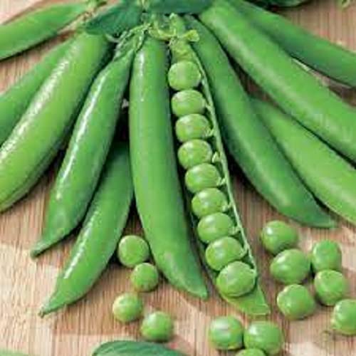 TRICONE -EVR - 342 F1 Hybrid Peas Matar Seeds 100 Beej DA97 : Amazon.in ...