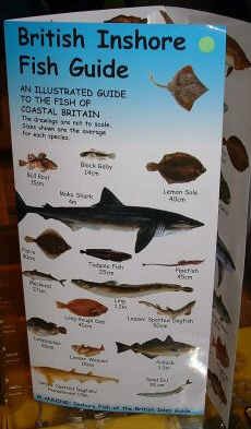 British Inshore Fish Guide: Amazon.co.uk: Anning, Mary: 9780907683964 ...