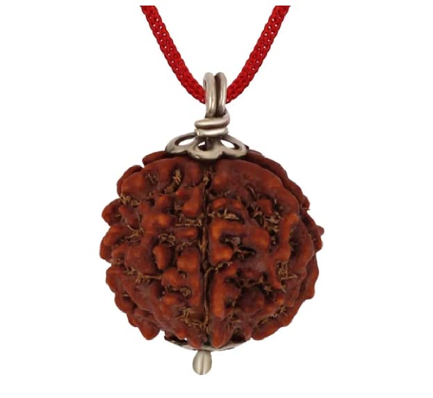 A&S Ventures 5 Mukhi Rudraksha | Five Face Rudraksha Original with Lab ...