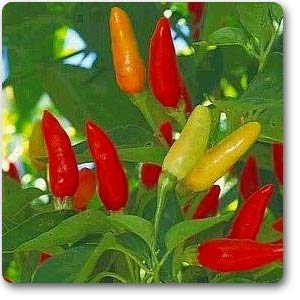 SunShine F1 HYBRID HOT CHILLI PEPPER OS - 12 SEEDS (AVG 30-50) SEEDS X ...