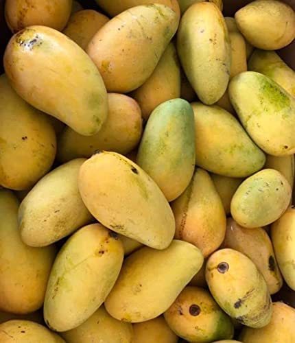 Guru24Hours™ Thai Chok Anan Mango Live Plant Healthy & Grafted : Amazon ...