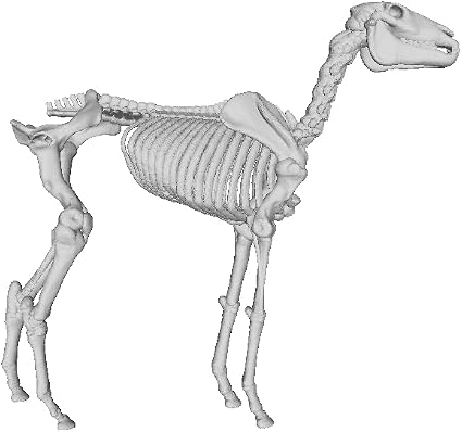 Amazon.com: Printle Animal Horse Skeleton 03-Skeleton Horse Standing ...