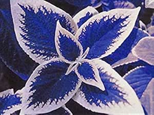 Blue Coleus Blooming Pot Plant Coleus amboinicus Hybrid 100 Pcs : Amazon.ca