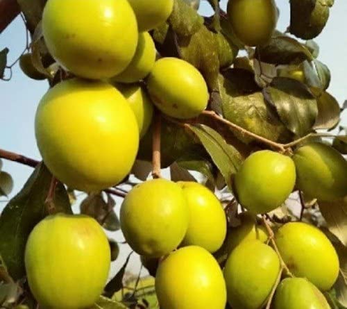 Cloud Farm Yellow Apple ber plant Hybrid and Grafted Live Plant[CF126 ...