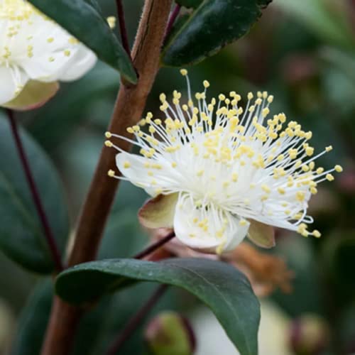 Myrtus communis - How to grow & care