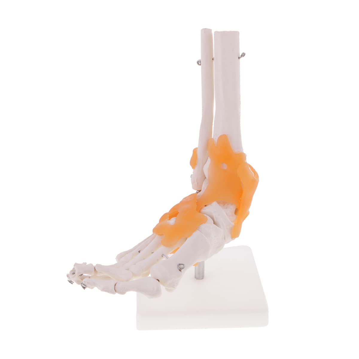 Buy Human Foot Joint Model 1:1 Life-Size Ankle Joint Anatomical Model ...