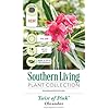 Amazon.com : Twist of Pink Variegated Oleander Plant Live (2 Gallon ...