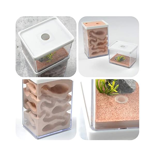 awagas Ecological Ant Nest Farm, Ant Castle Ant Formicarium ...