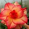 Amazon.com : CHUXAY GARDEN Rare Red Orange Desert Rose Seed,Adenium ...