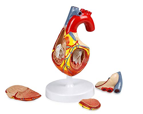 Buy Vision Scientific VAC438-N Human Heart Model - 4 Parts | 2X Life ...