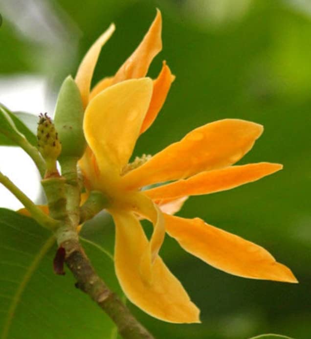 Golden chafa flower plant : Amazon.in: Garden & Outdoors