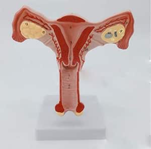 Lehrmodell, Gebärmuttermodell, weibliches Uterus-Eierstock-anatomisches Vergrößerungsmodell ...