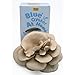 Amazon.com : Root Mushroom Farm— Blue Oyster Mushroom Grow kit/ 3.2 ...
