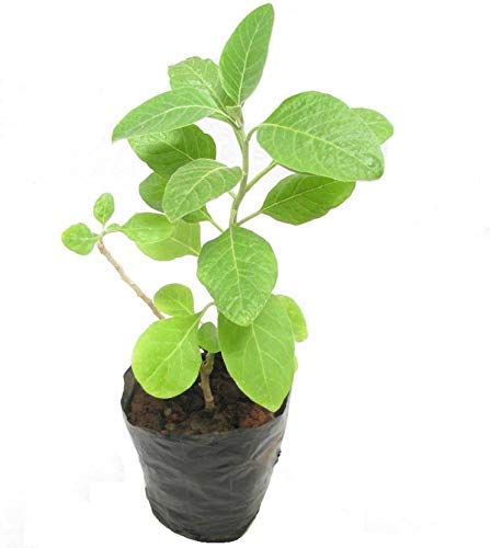 BLUE UNIVERSE Click to open expanded view Bel Tree|Bilva Patra|Bel ...