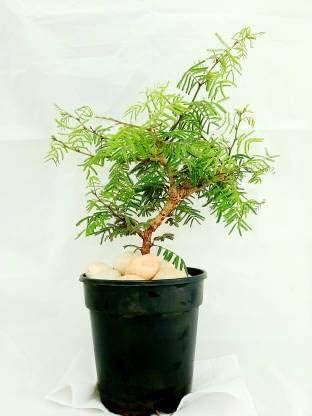 Shami Plant/Vanni Maram (Banni Mara) / Shami Tree/Banni Tree/Vanni ...