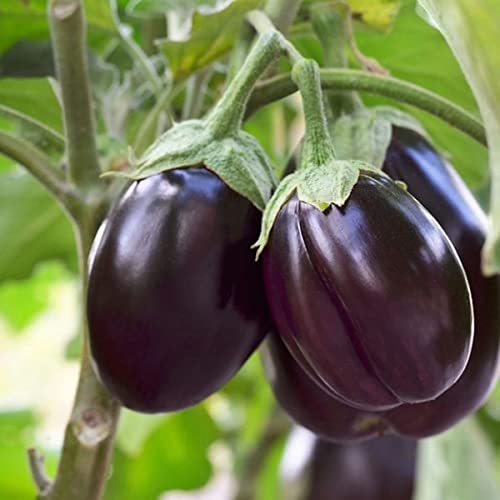 Brinjal seeds all varieties (50 seeds) : Amazon.in: Garden & Outdoors